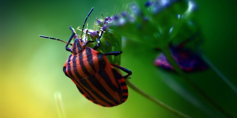 Join the Insects and Flowers Photo Contest and win Macro Ring LED Light ...